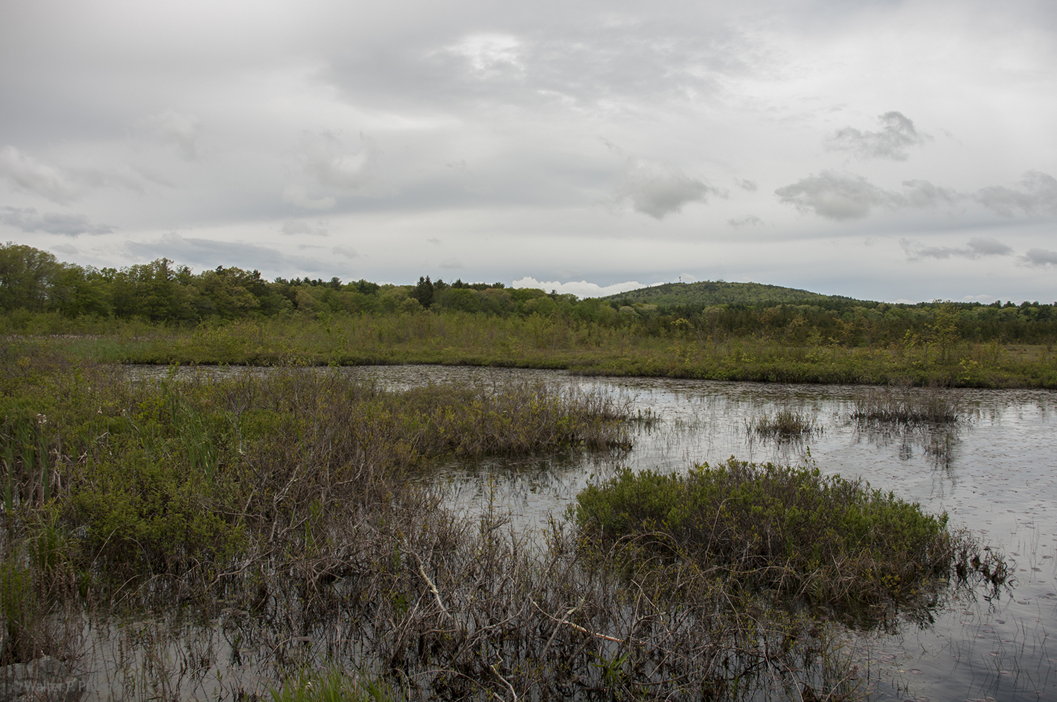Nature photos from an Amateur Naturalist: Ponkapoag Bog, USA (Ponkapoag ...