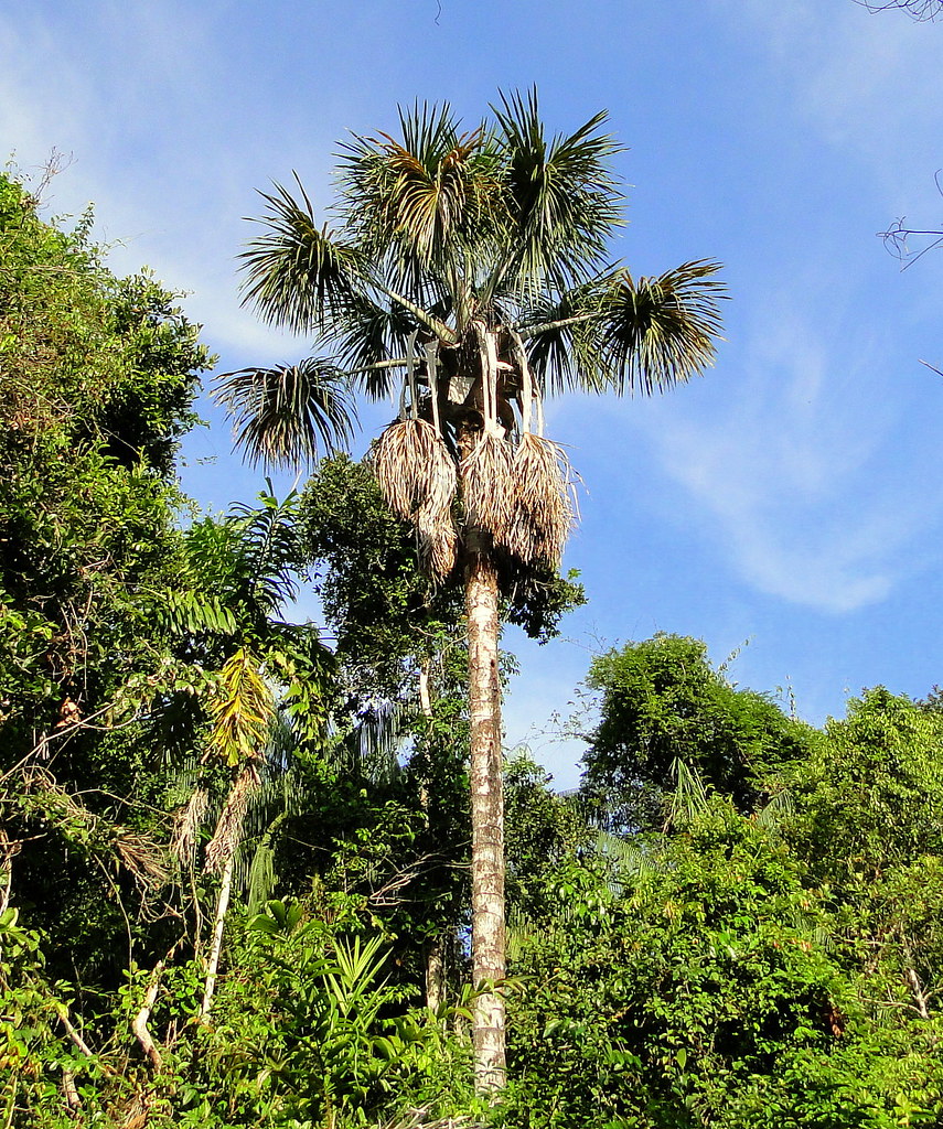 El árbol del Moriche, árbol de la vida del Warao (Profa. Yoxsamar Jiménez)