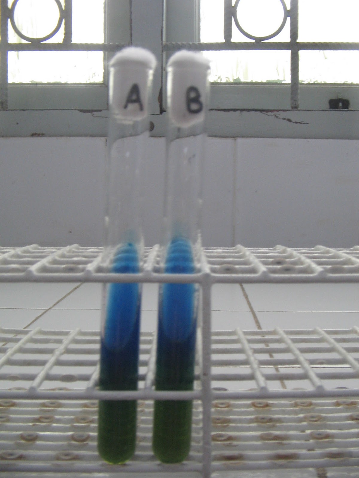 My World Fisheries: Tahap-Tahap Uji Salmonella (SNI-01-2332.2-2006)