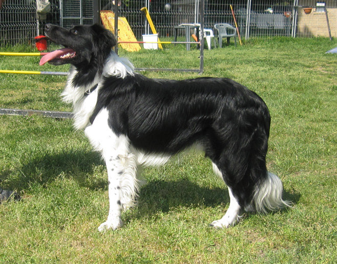 Border Collie Rescue: Adottato Rolly, 2 anni maschio, Border Collie puro