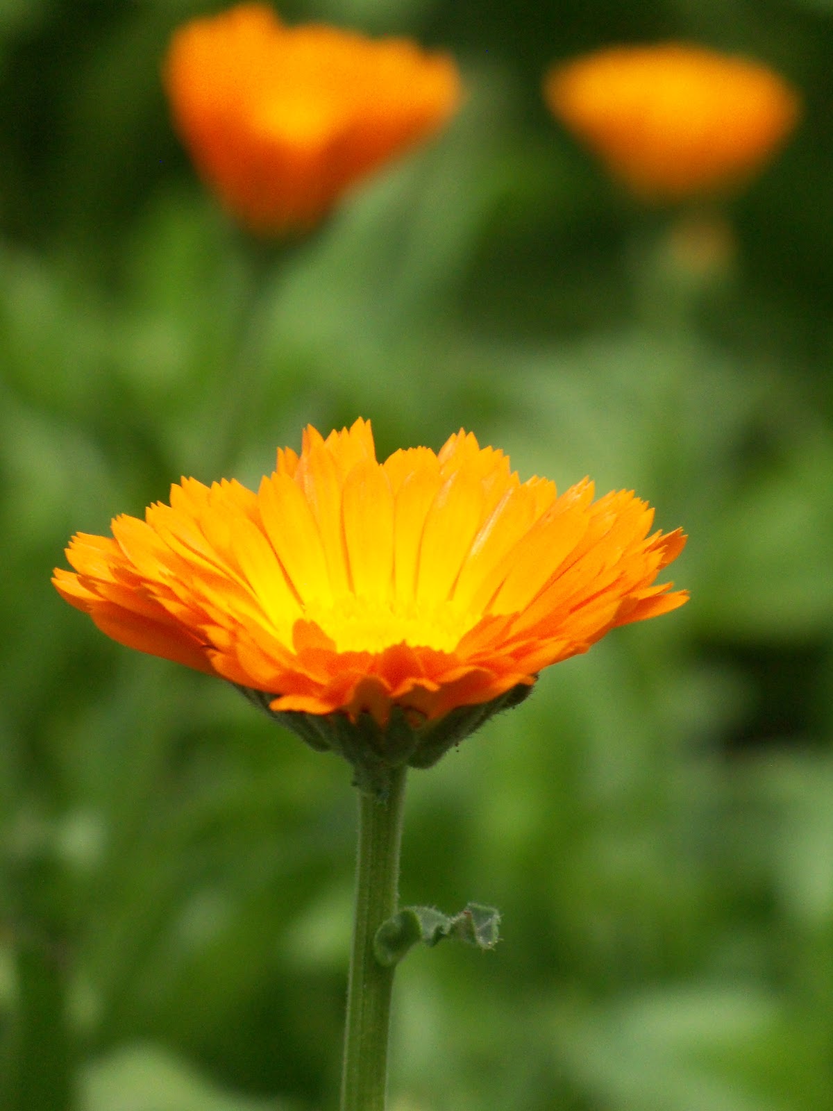 Plant Journeys: Calendula at Peak, Lavender Distillation, and Summer Lush