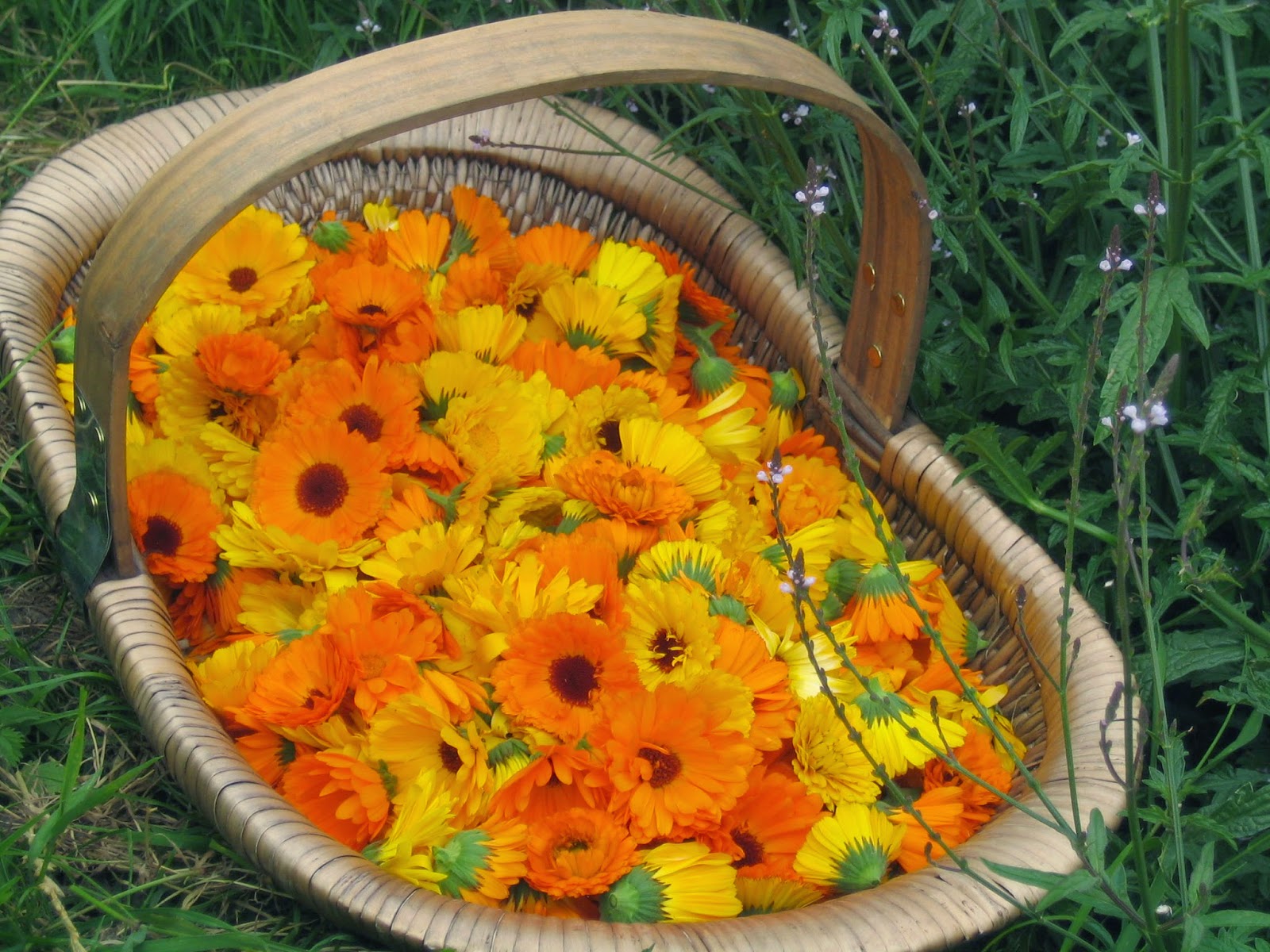 El Jardín de Judith: LA CALÉNDULA, UNA FLOR MARAVILLOSA