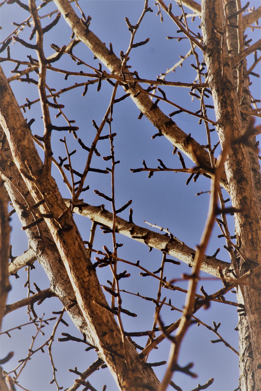 Nature Devotions : Ginko Tree