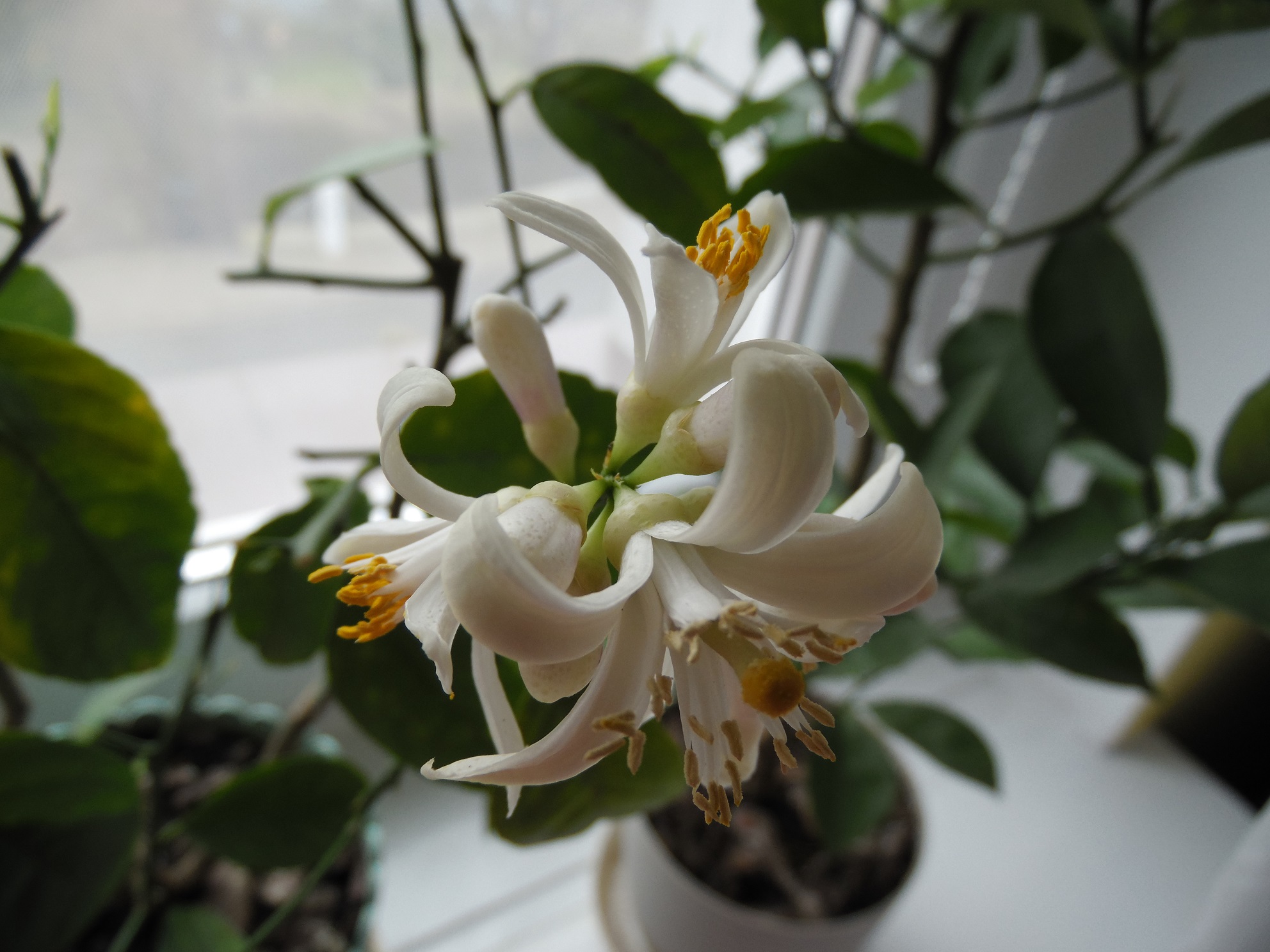 Rośliny egzotyczne: Cytryna Meyera - nowe pąki kwiatowe i owoce: