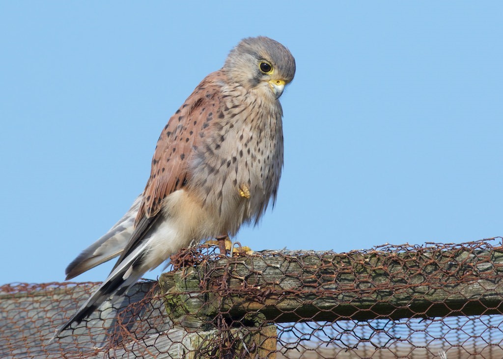 Hilbre Bird Observatory