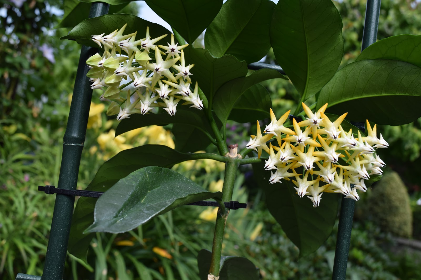 Hoya plant: Hoya multiflora