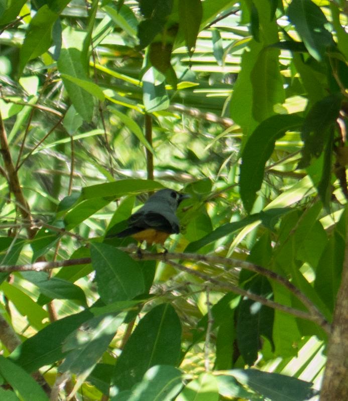 A Twitcher's Tale: BLACK-WINGED MONARCH