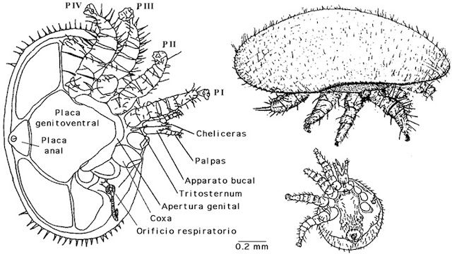 La Familia de la Apicultura - The Beekeeping Family: BIOLOGIA Y ...