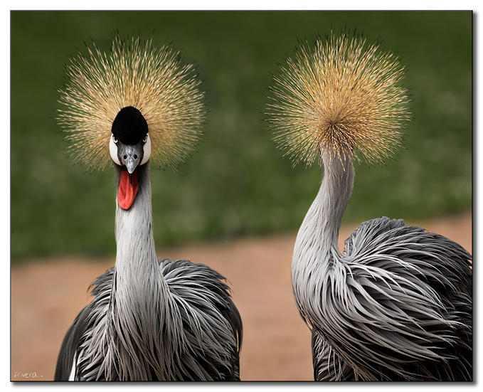 WEIRD ANIMALS: WEIRD BIRDS