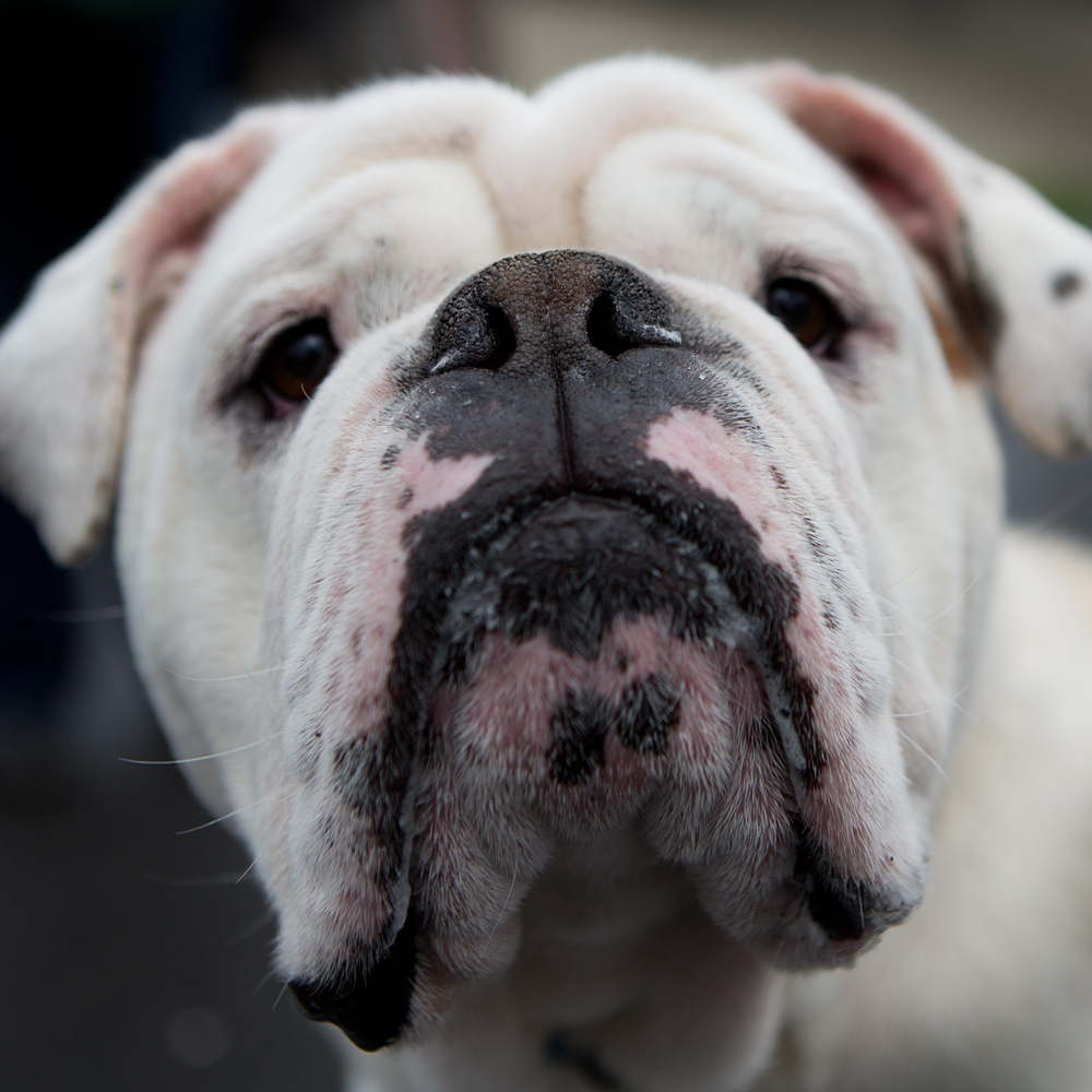 Shelter Dogs of Portland: "BEEFY" English Bulldog
