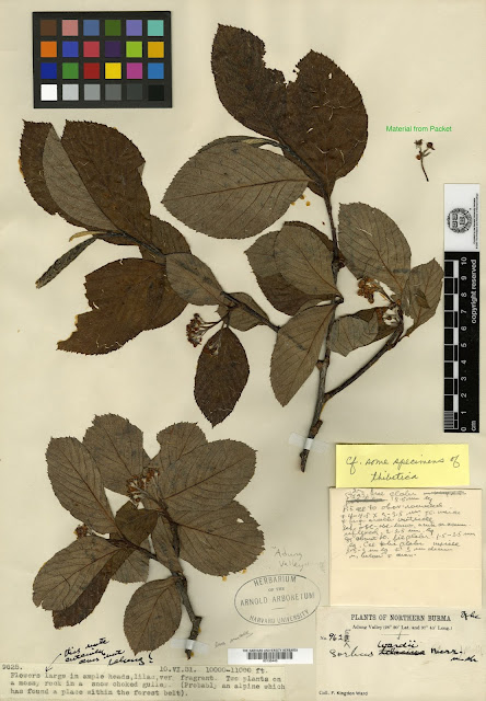 Всё о бегониях и не только...: Рябина Уорда / Гриффитария Уорда (Sorbus ...