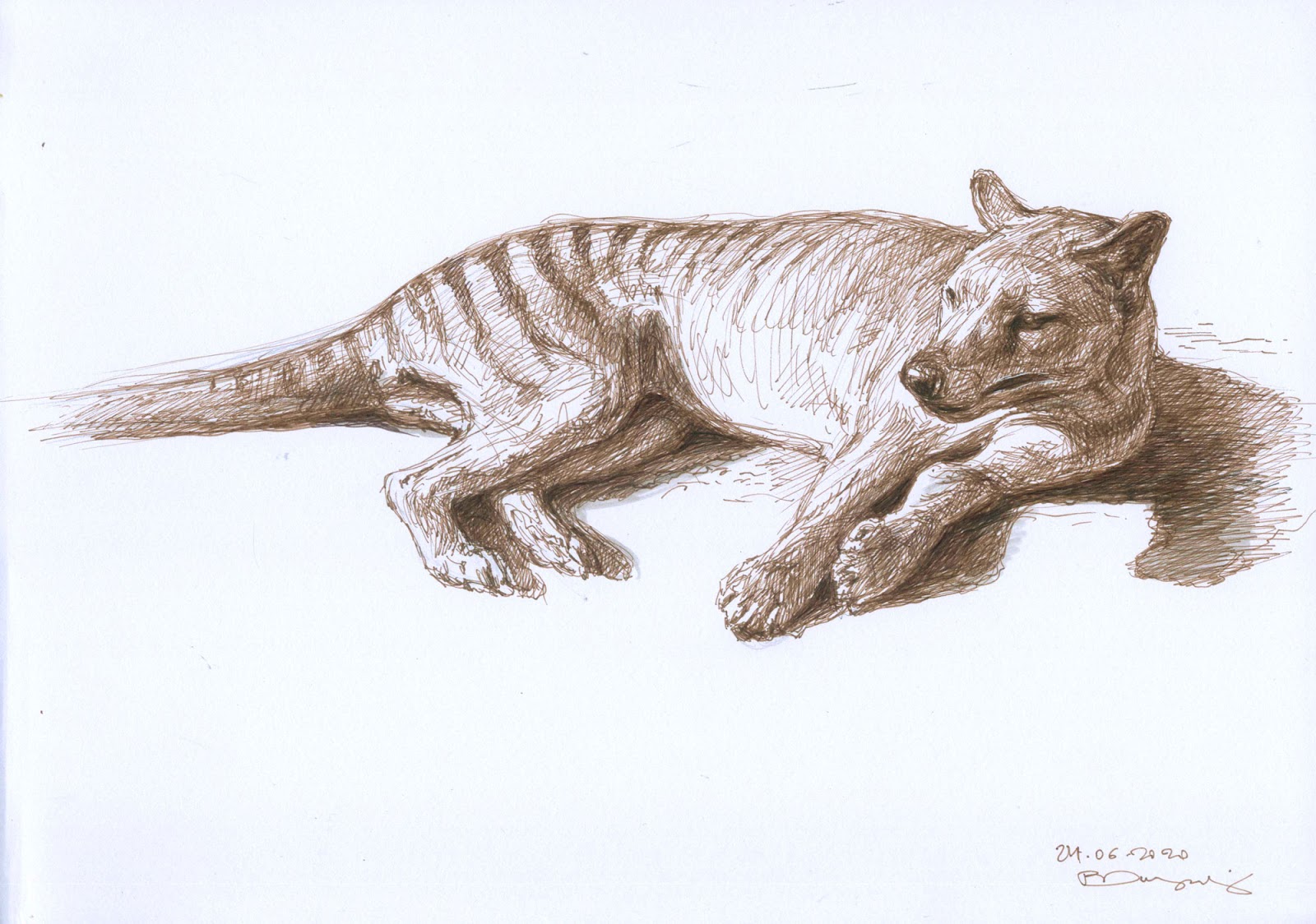 Thylacine new studies