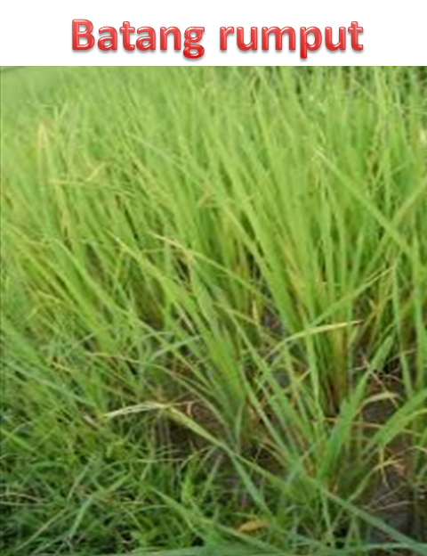 Struktur batang tumbuhan dan fungsinya - Materi Pelajaran SD