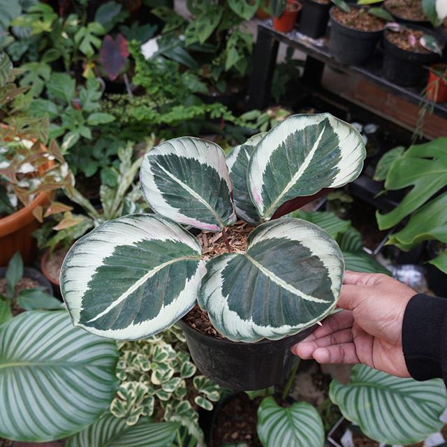 15 Tanaman Hias yang Trending di Tahun 2020, Menambah Wawasan! - Lim ...