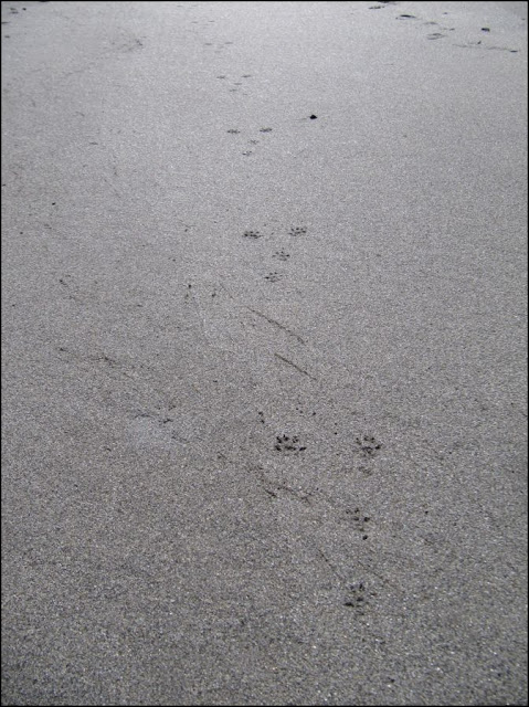Islay Natural History Trust: Young otter tracks - Ardnave