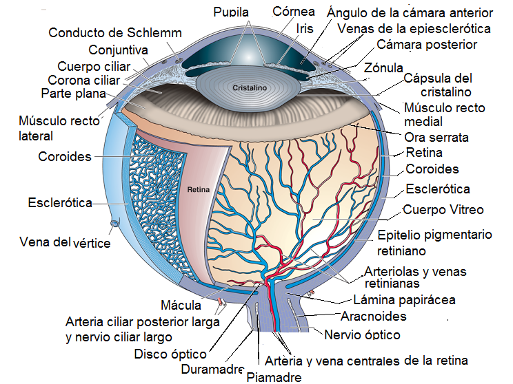 ÉRIKA MODA: CUERPO CILIAR