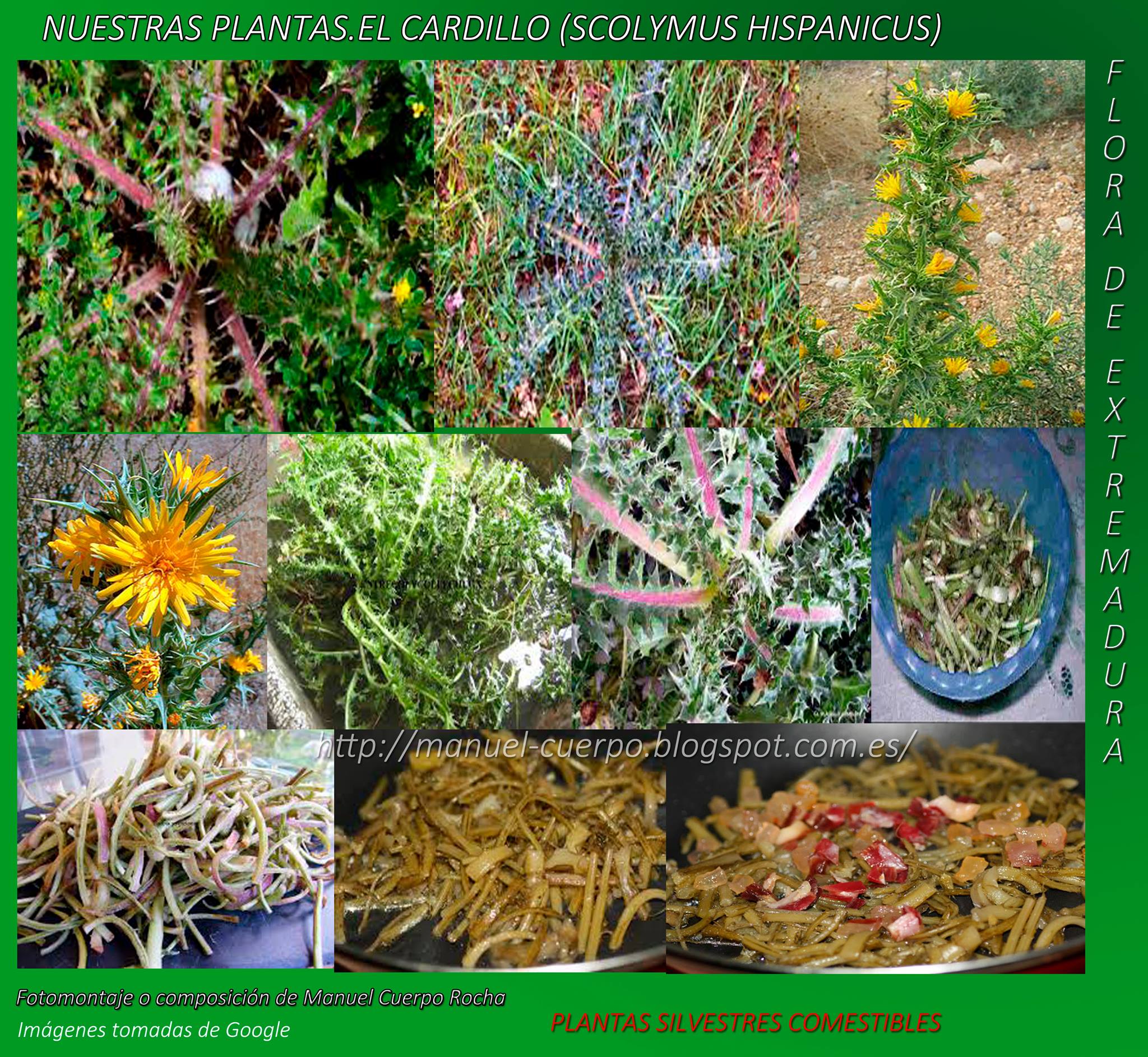 FLORA DE EXTREMADURA: PLANTAS SILVESTRES Y CULTIVADAS DE MI ENTORNO ...