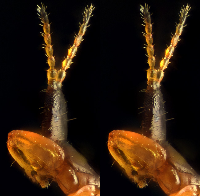 ムシをデザインしたのはダレ？: 笹と鞘の隙間 / その驚く光景 -その5-