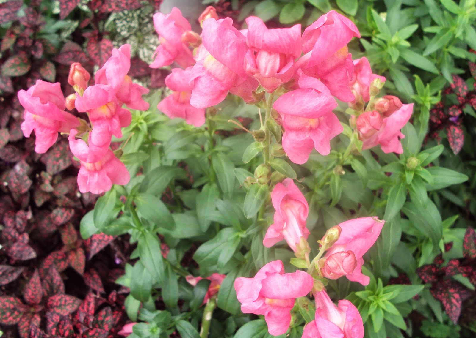 Hang Kebun: INDAHNYA BUNGA DI CAMERON HIGHLANDS