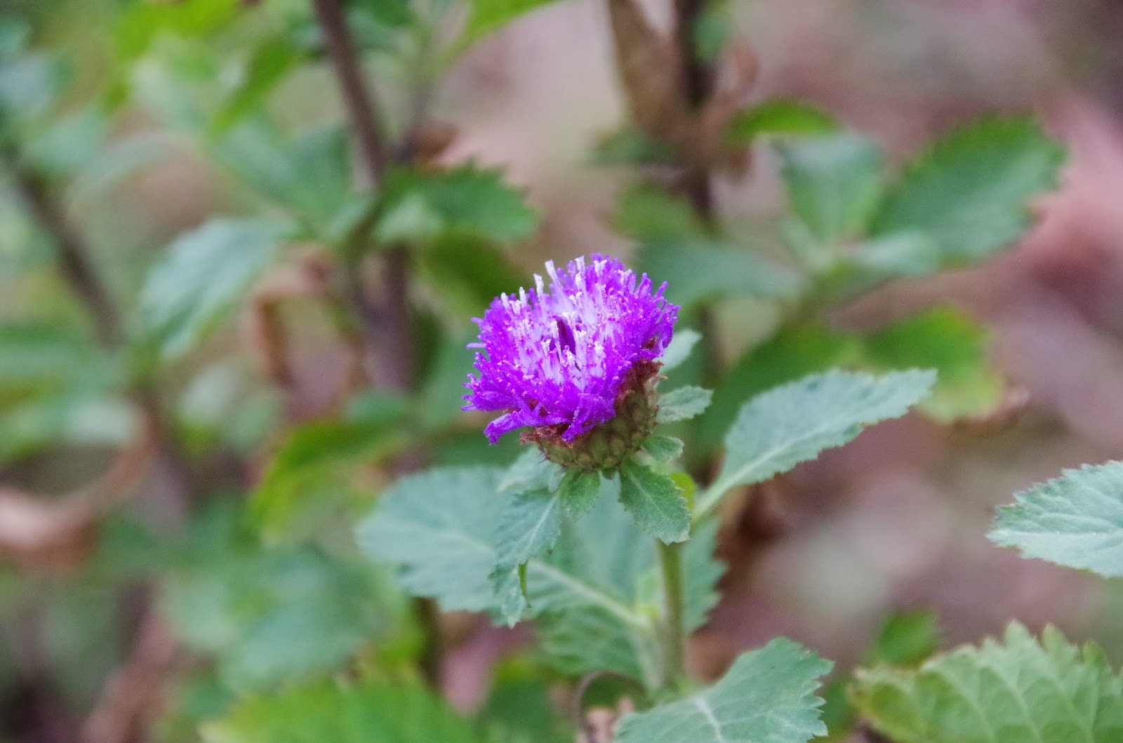 Trees and Plants: Brazil Button Flower