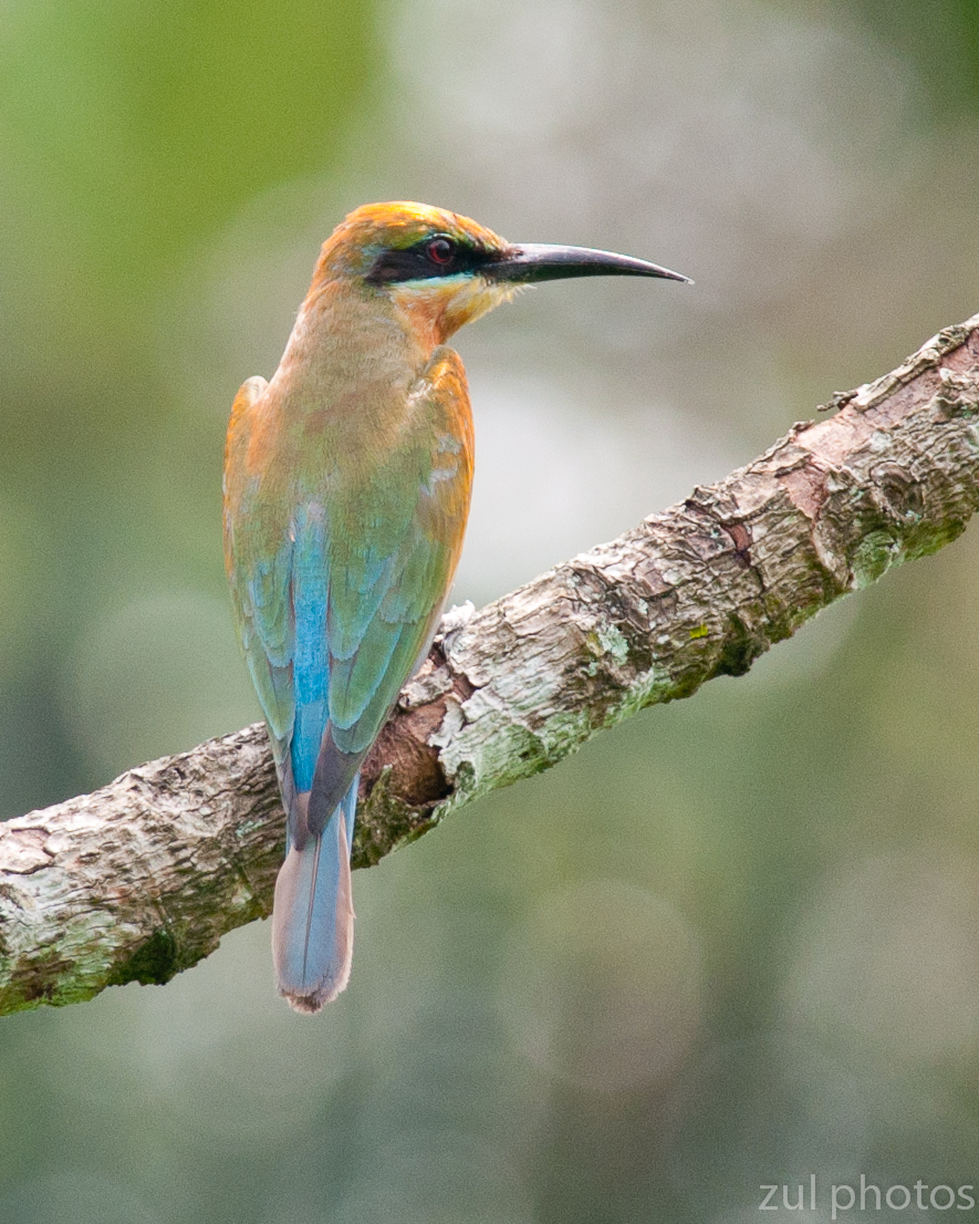 Zul Ya - Birds of Peninsular Malaysia: Blue Tailed Bee Eater