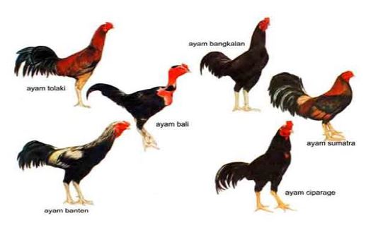 Materi Petunjuk Dan Mekanisme Evolusi Mapel Biologi kelas 12 SMA/MA ...