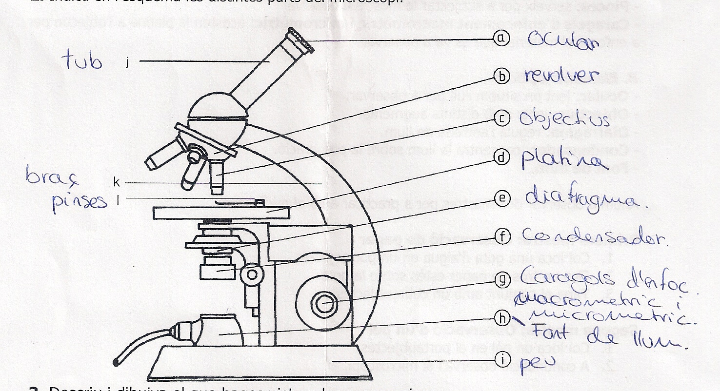 MÈTODES CIENTÍFICS: PRÀCTICA 5: EL MICROSCOPI, MANEIG I OBSERVACIÓ