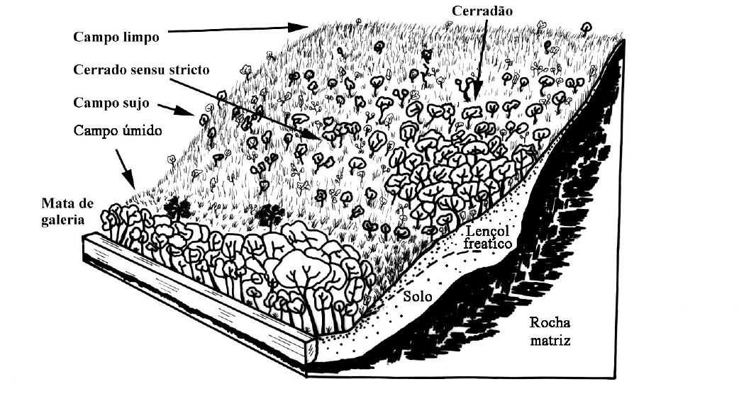 Onde as Plantas Crescem - Gleissolos