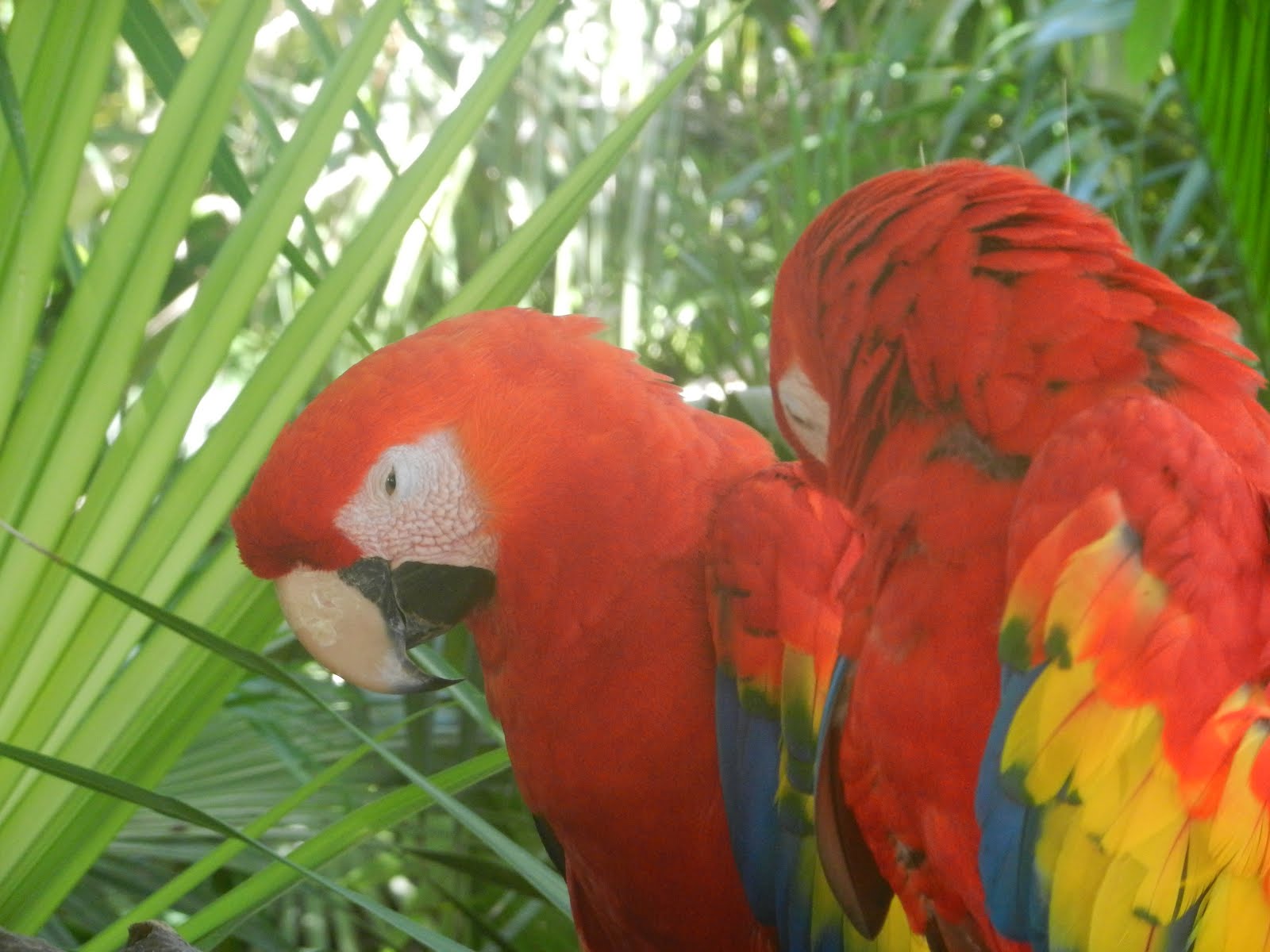 the preppy debutante: Moses in Xcaret