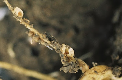 Prairie Pest Monitoring Network Blog: Pea leaf weevil