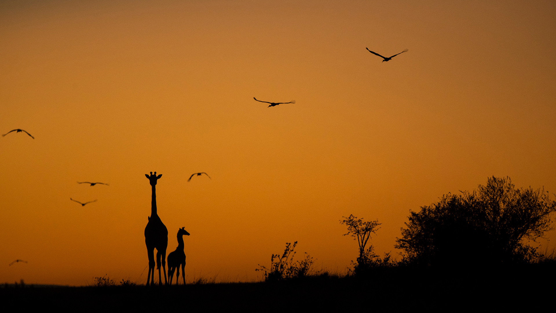 Rahul Sachdev - I Think the World of Wildlife Photography Needs Fresh ...