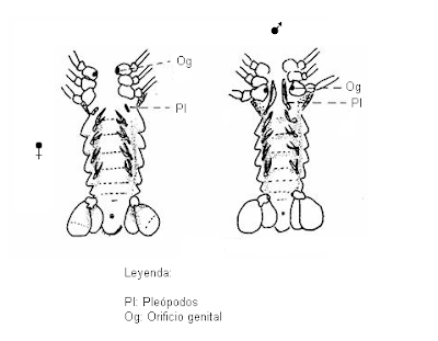 Gambamania: Ficha: Cambarellus patzcuarensis