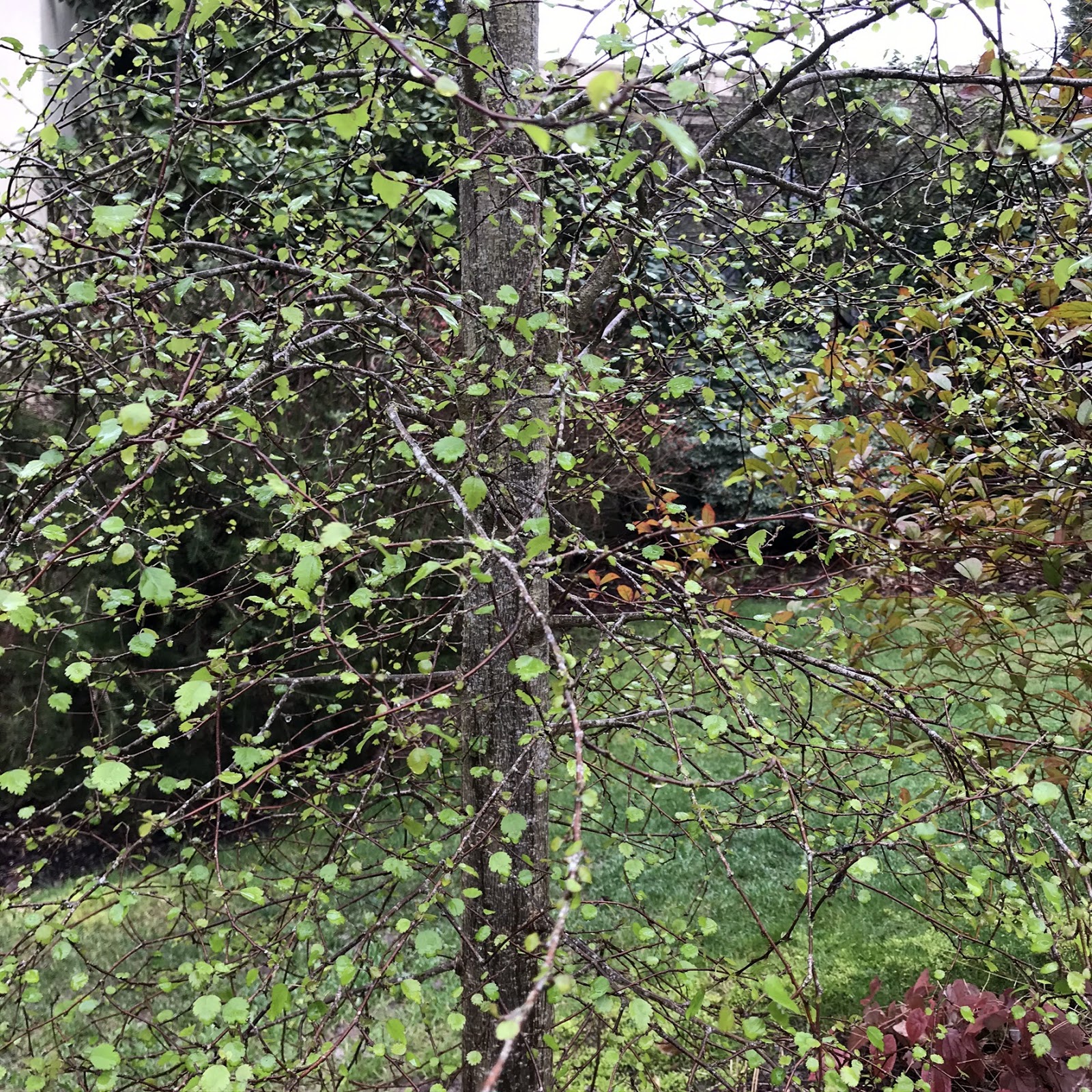 danger garden: Plagianthus regius, at Kennedy School