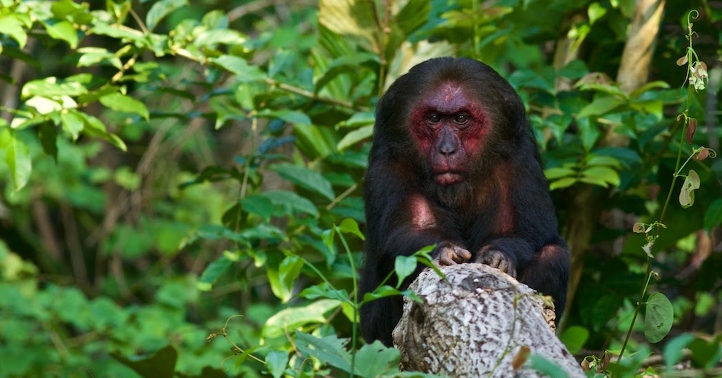 RED Door To Hunt: Beruk Kentoi~Macaca arctoides~Stump tailed Macaque