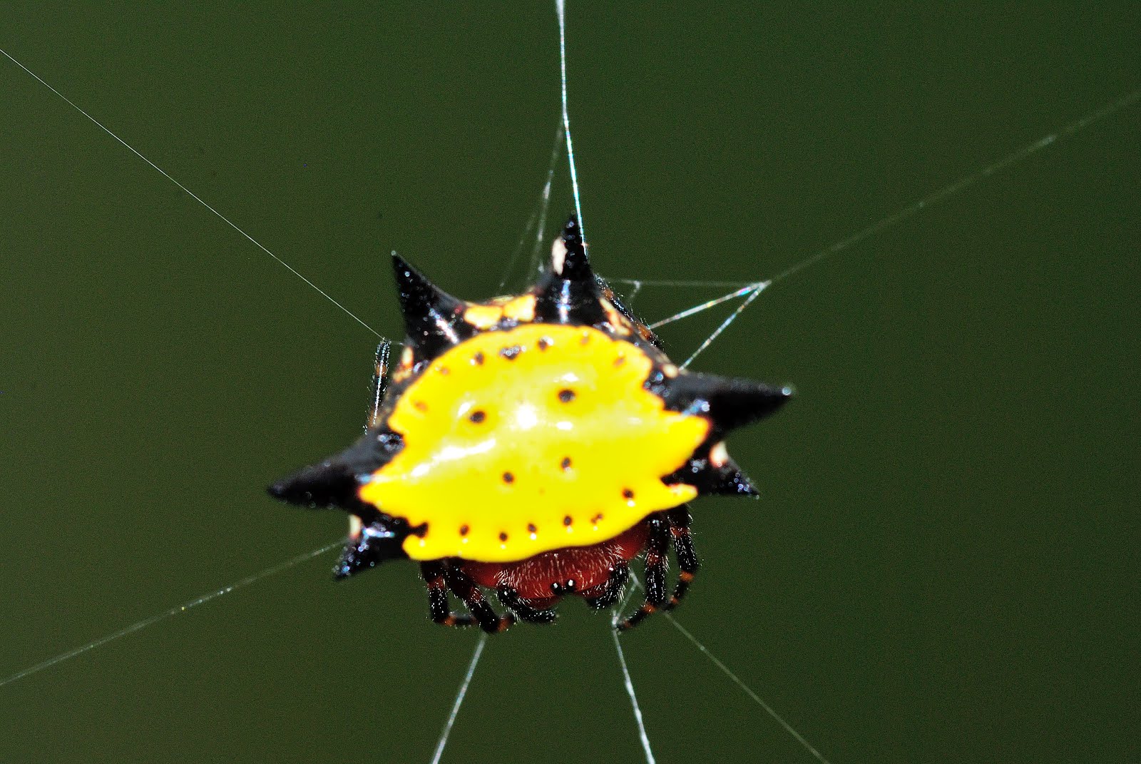 Visto al Pasar: Gasteracantha cancriformis
