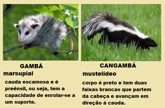 BIBOCA AMBIENTAL : GAMBÁ X CANGAMBÁ