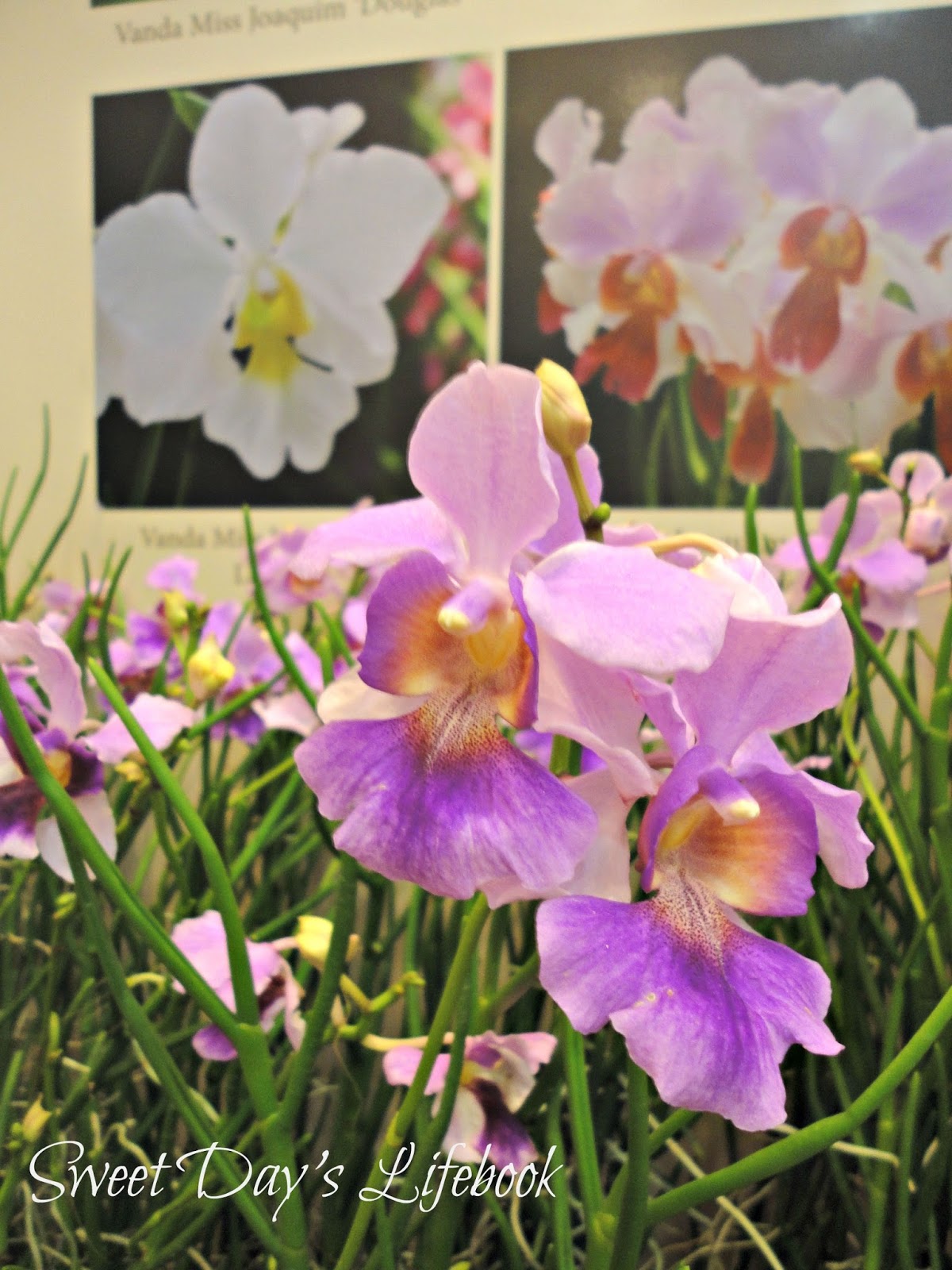 Sweet Day's Lifebook: Varieties Vanda of Vanda Miss Joaquim