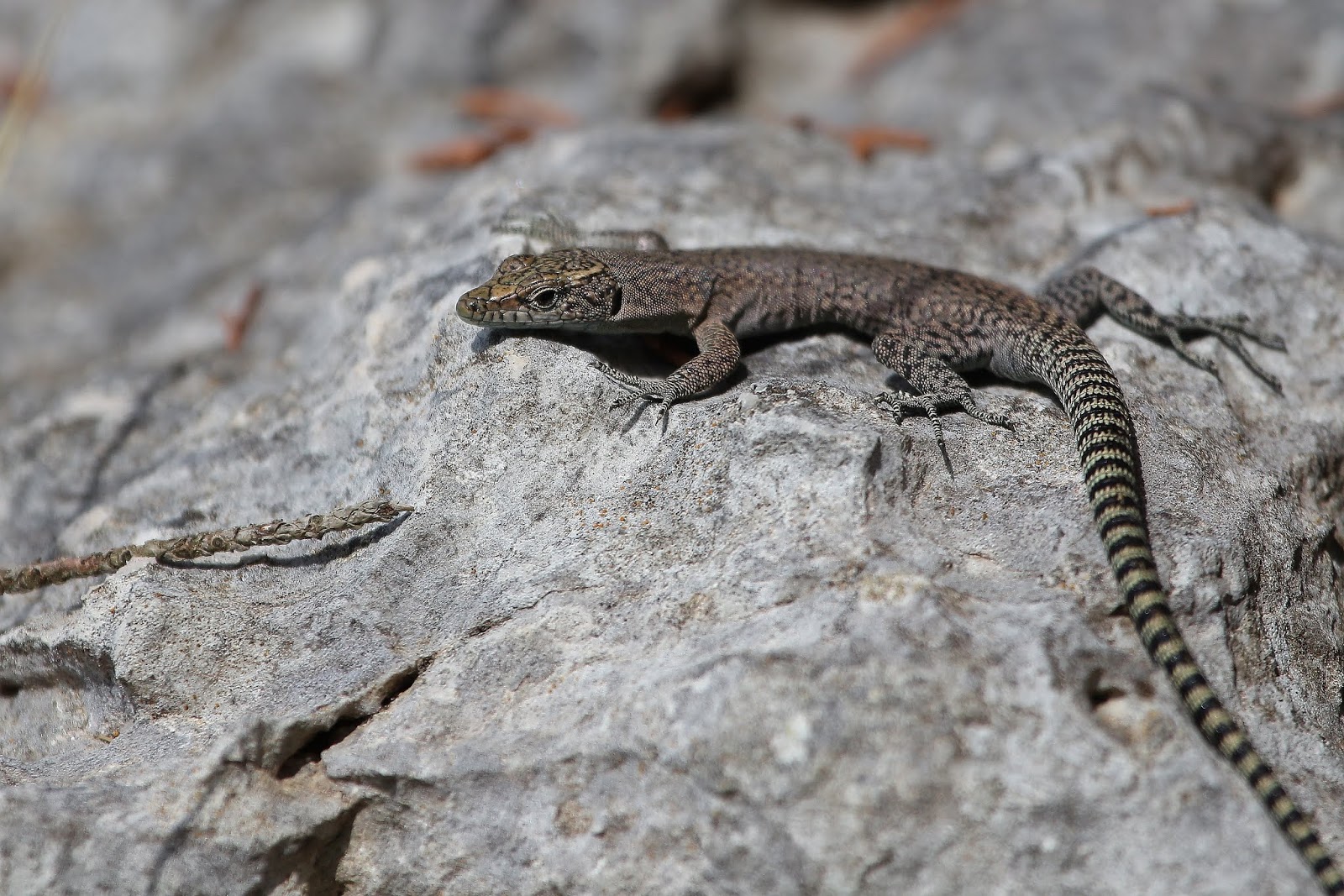 Foto utrinki iz narave: 2019
