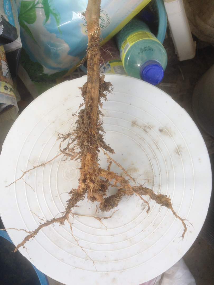 Jom Tanam Sayur ( JTS ) : Penyakit Reput Akar Pokok TomatoJom Tanam ...