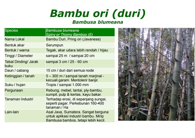 Jenis dan ciri tumbuhan Bambu serta Manfaatnya - Jenisajatitik