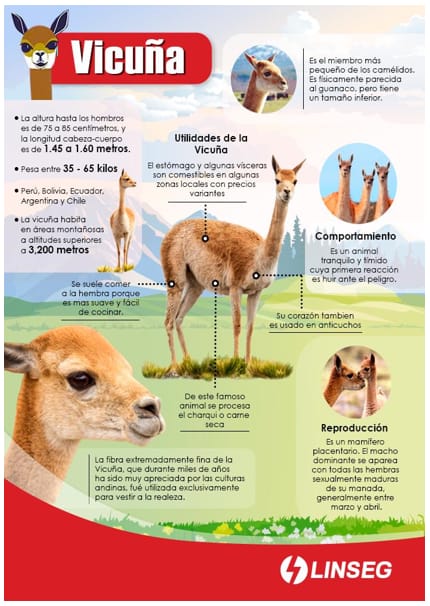 TEXTO: LA INFOGRAFÌA "ESCRIBO SOBRE MI ANIMAL FAVORITO"