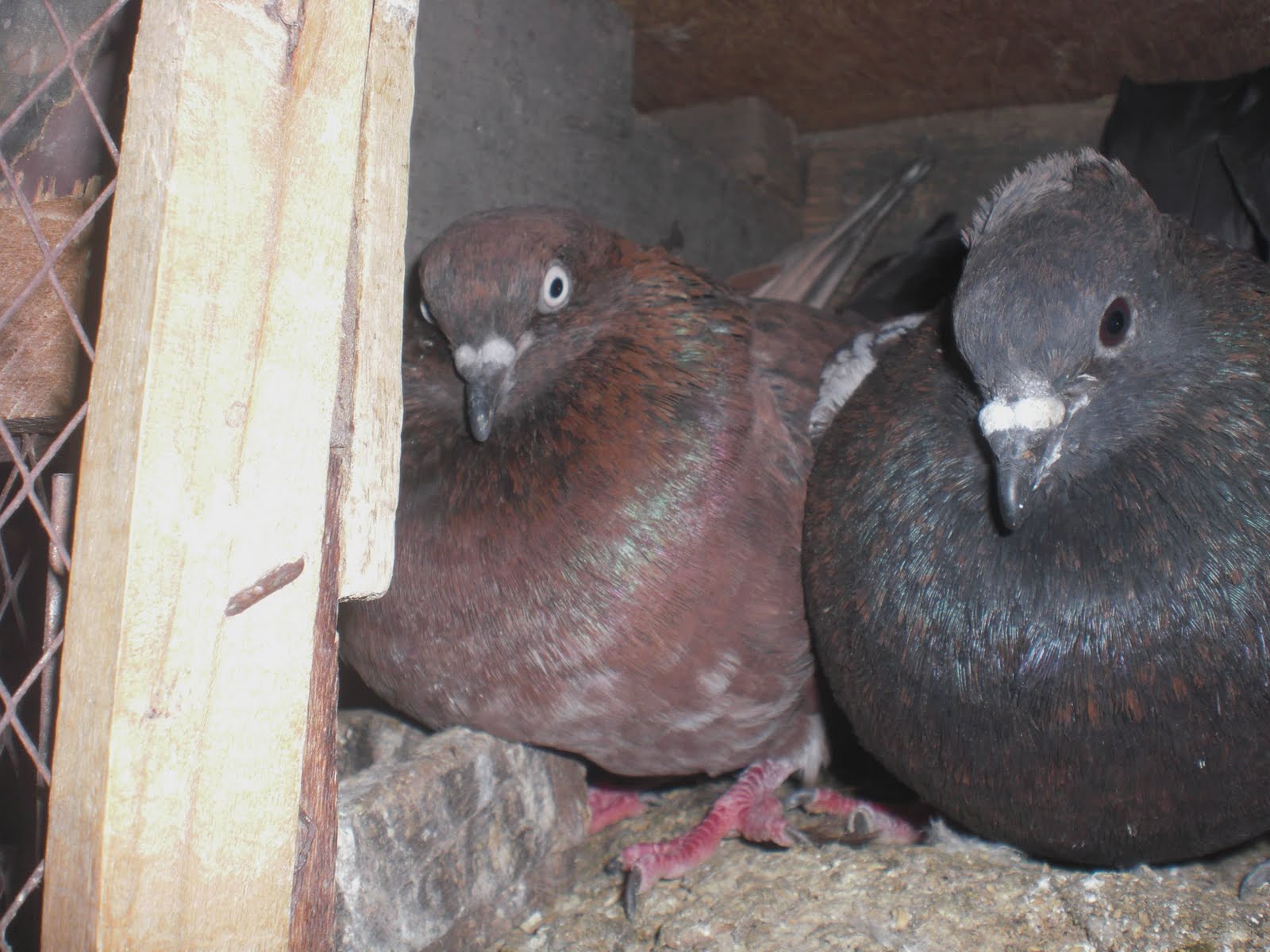 PIGEONS: color full pigeon