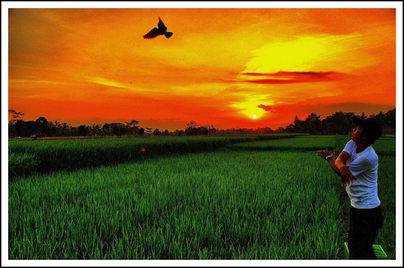 SUNSET DI SAWAH BELAKANG RUMAH | DIARY FOTOGRAFI