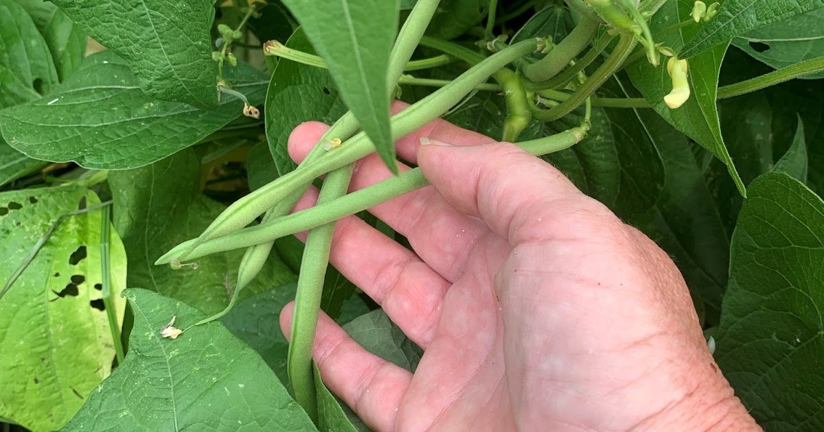 WashingtonGardener: Fenton Friday: Record-Fast Beans