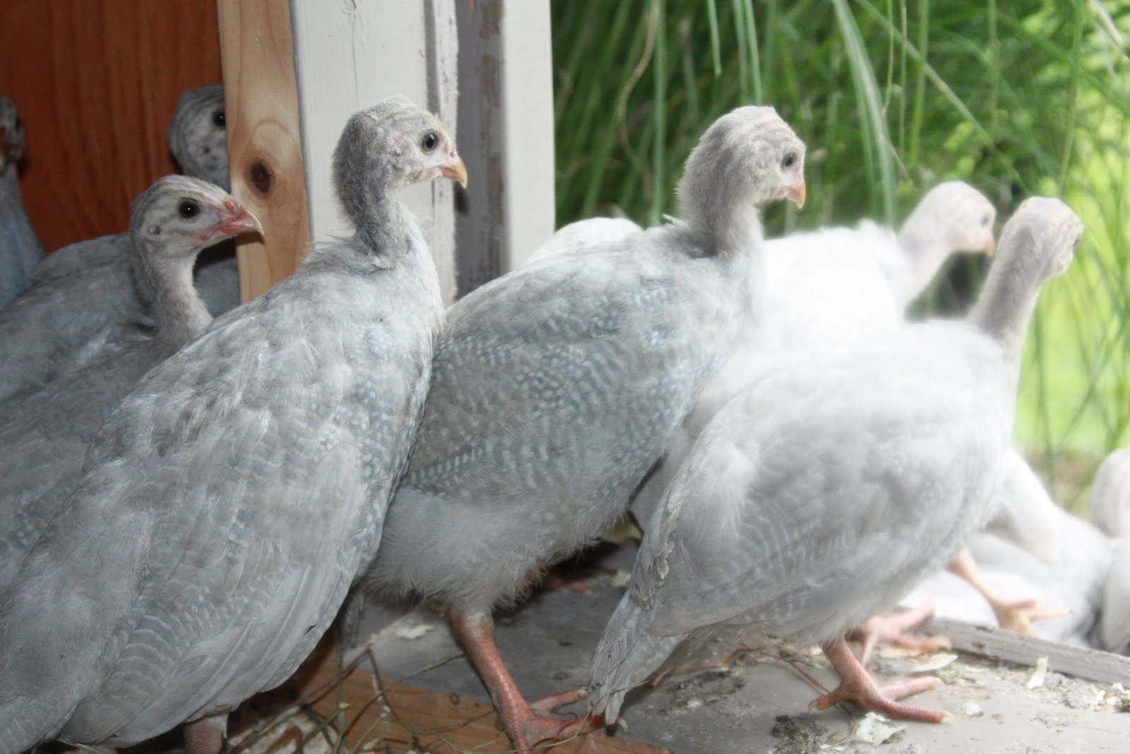 Heirloom Gardening in North Salem