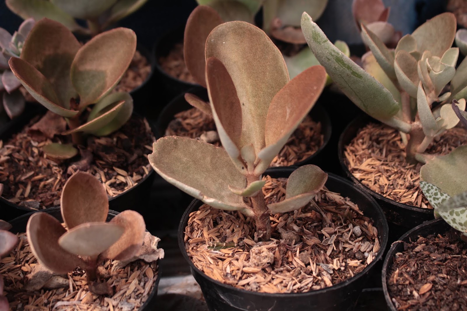 Jenis Sukulen #17 | Succulentpedia