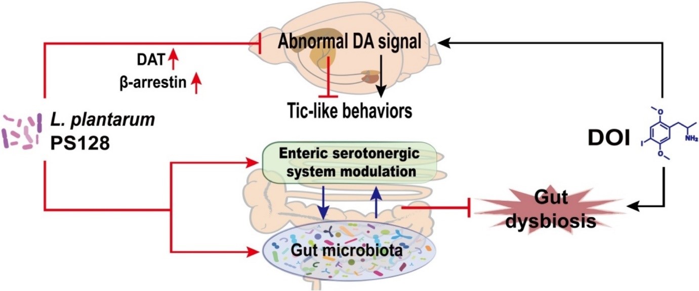 Epiphany: Psychobiotics (PS128) for Autism, Stereotypy and Sometimes ...