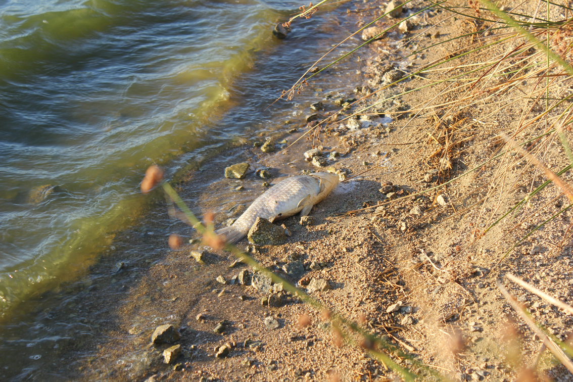 Solienses: Peces muertos