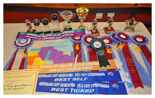 My Cavy Kingdom: Newcomer Tips