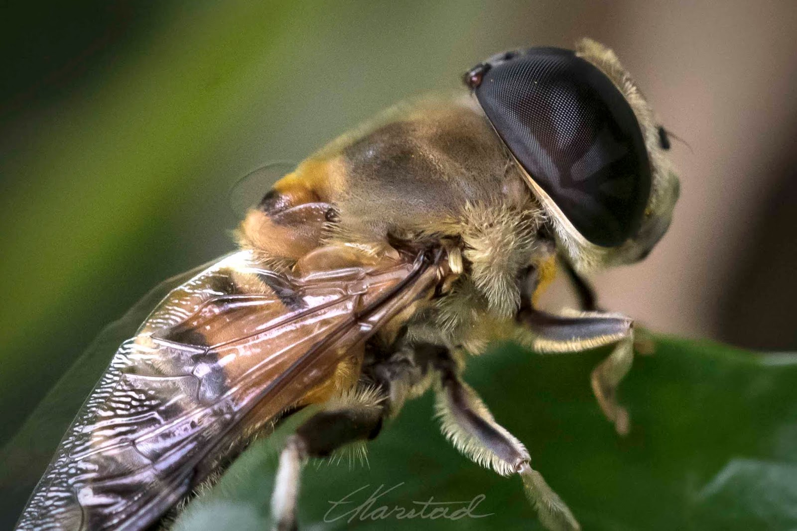 Elsen Karstad's 'Pic-A-Day Kenya': Bee Fly, Nairobi Kenya